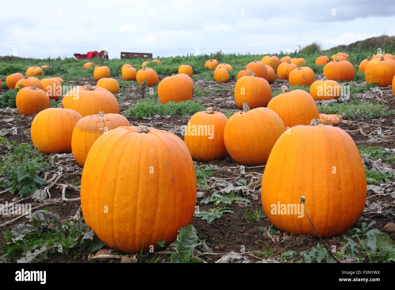 Pumpkins grow in a patch in a field at an English farm in readiness for ...