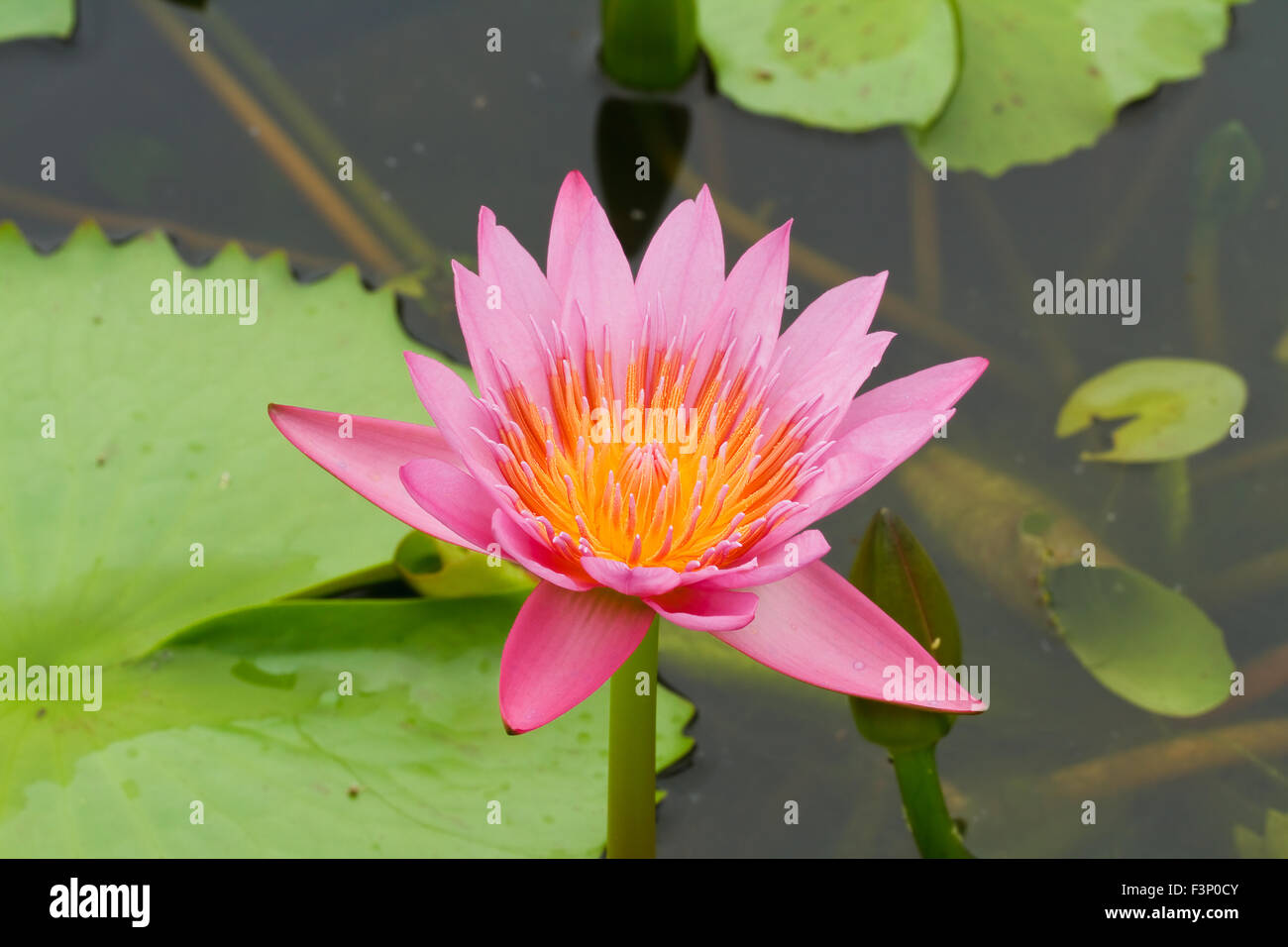 Pink lotus flower bird hi-res stock photography and images - Alamy