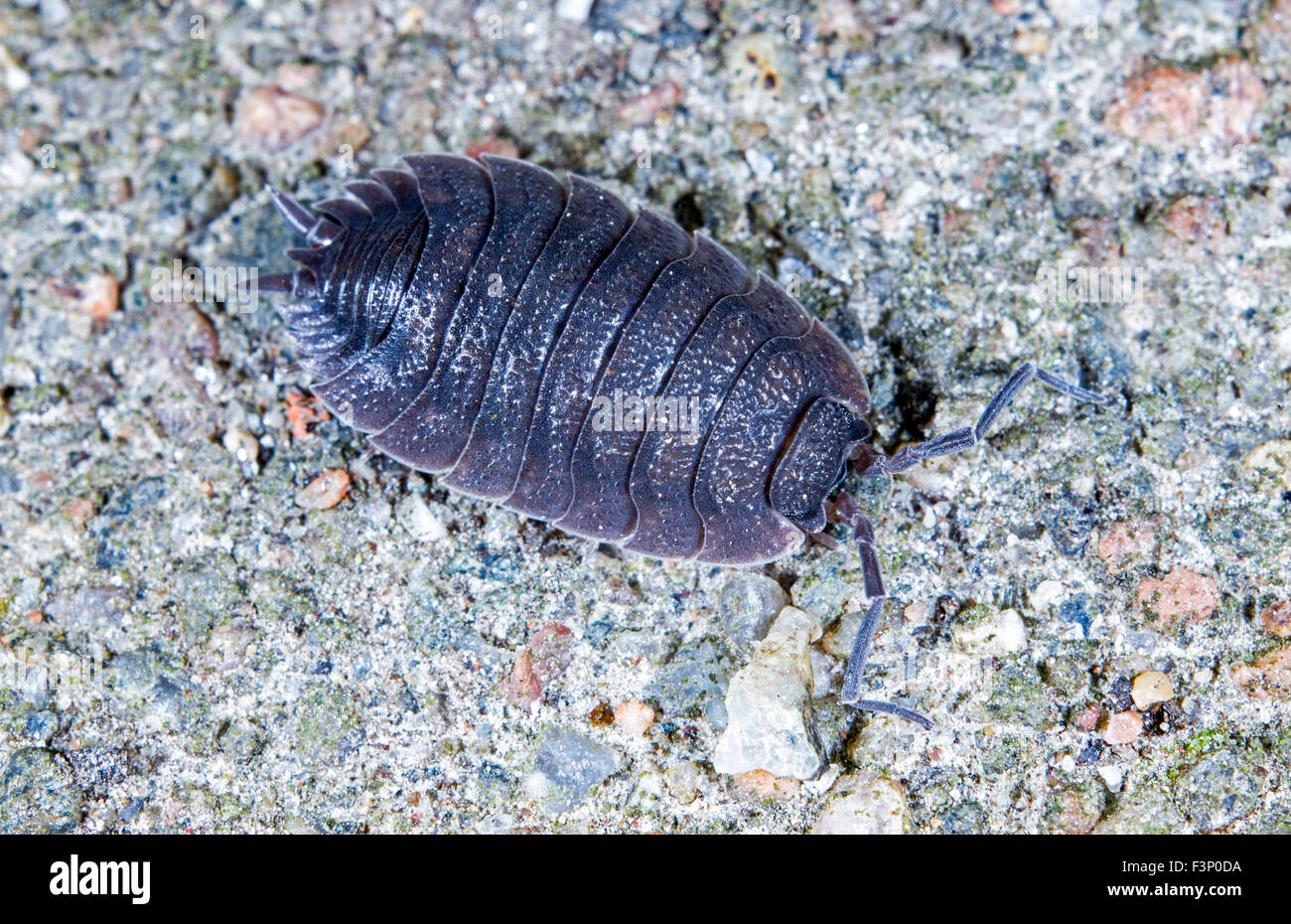 Woodlouse are crustacean Stock Photo - Alamy