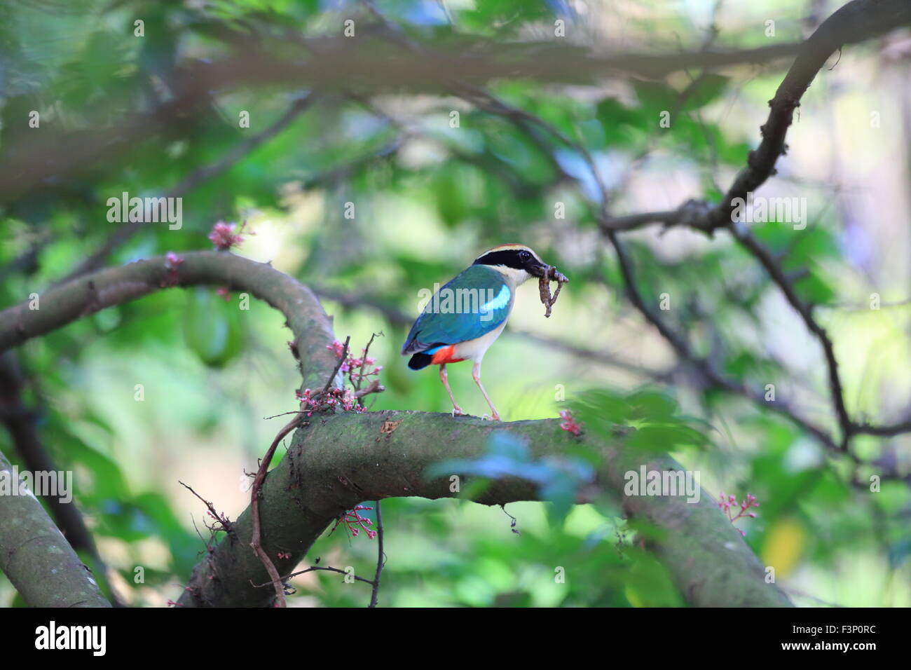 Pitta pitta hi-res stock photography and images - Alamy