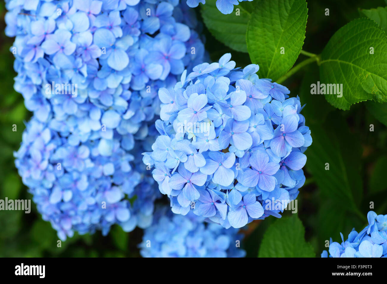 French hydrangea (Hydrangea macrophylla) in Japan Stock Photo - Alamy