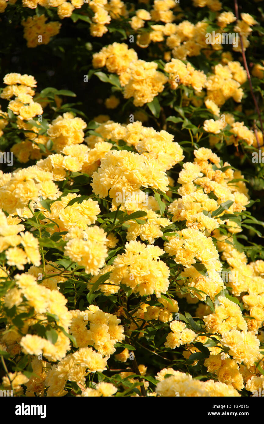 Banksia rose (Rosa banksiae Stock Photo - Alamy
