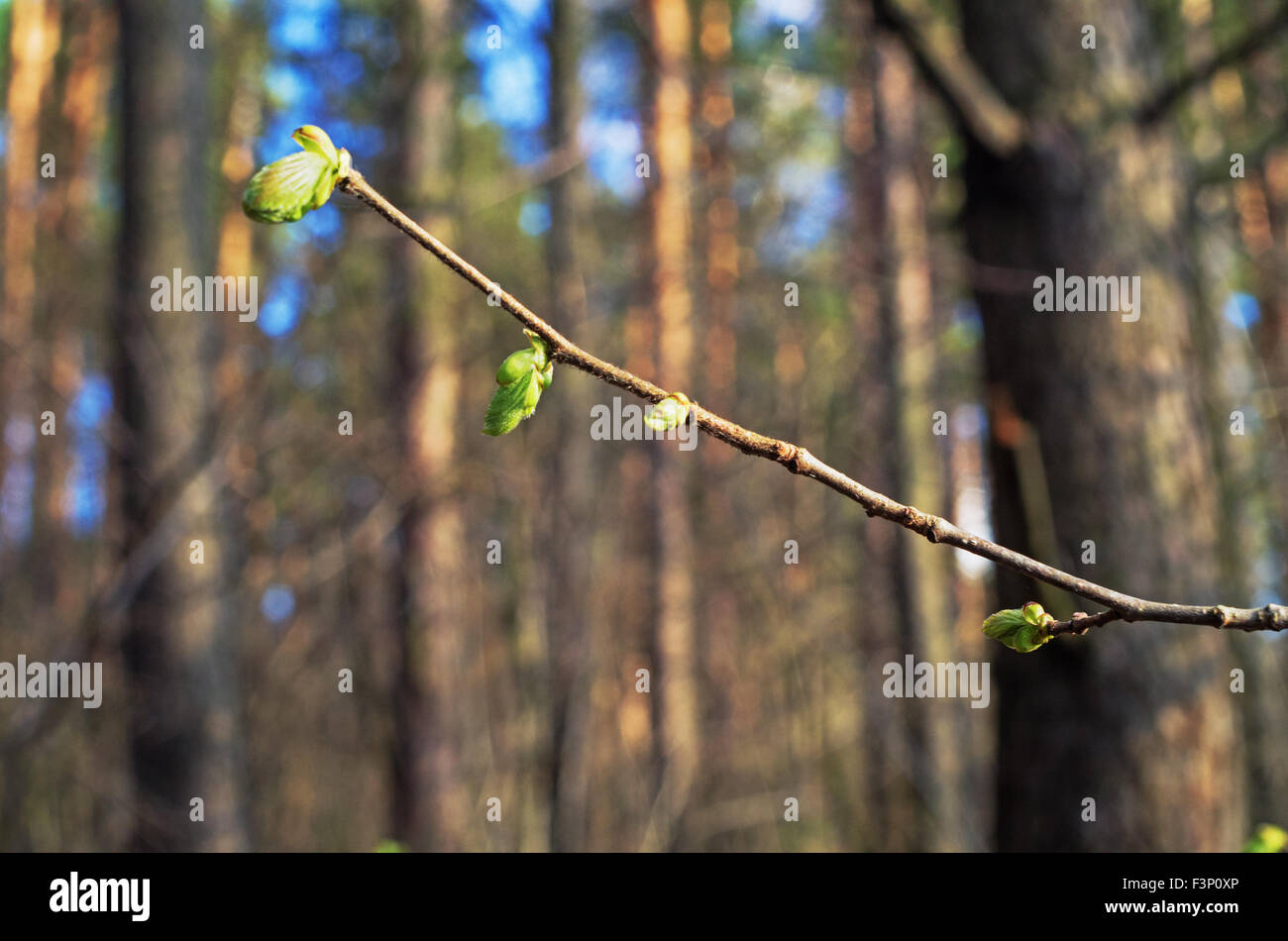 Forest tree branch with new foliage Stock Photo - Alamy
