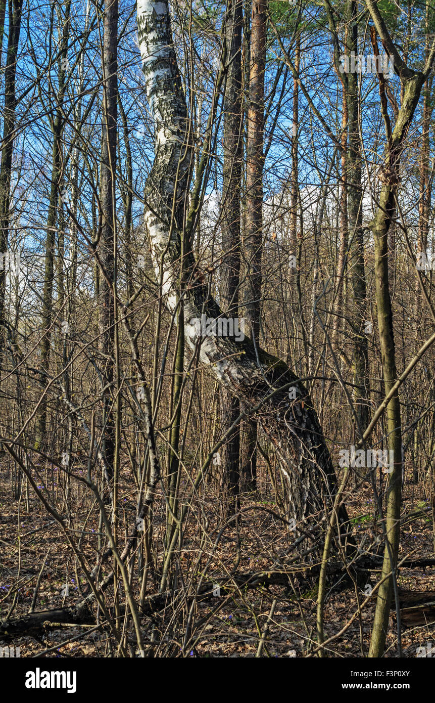 Spring forest landscape with birch Stock Photo - Alamy