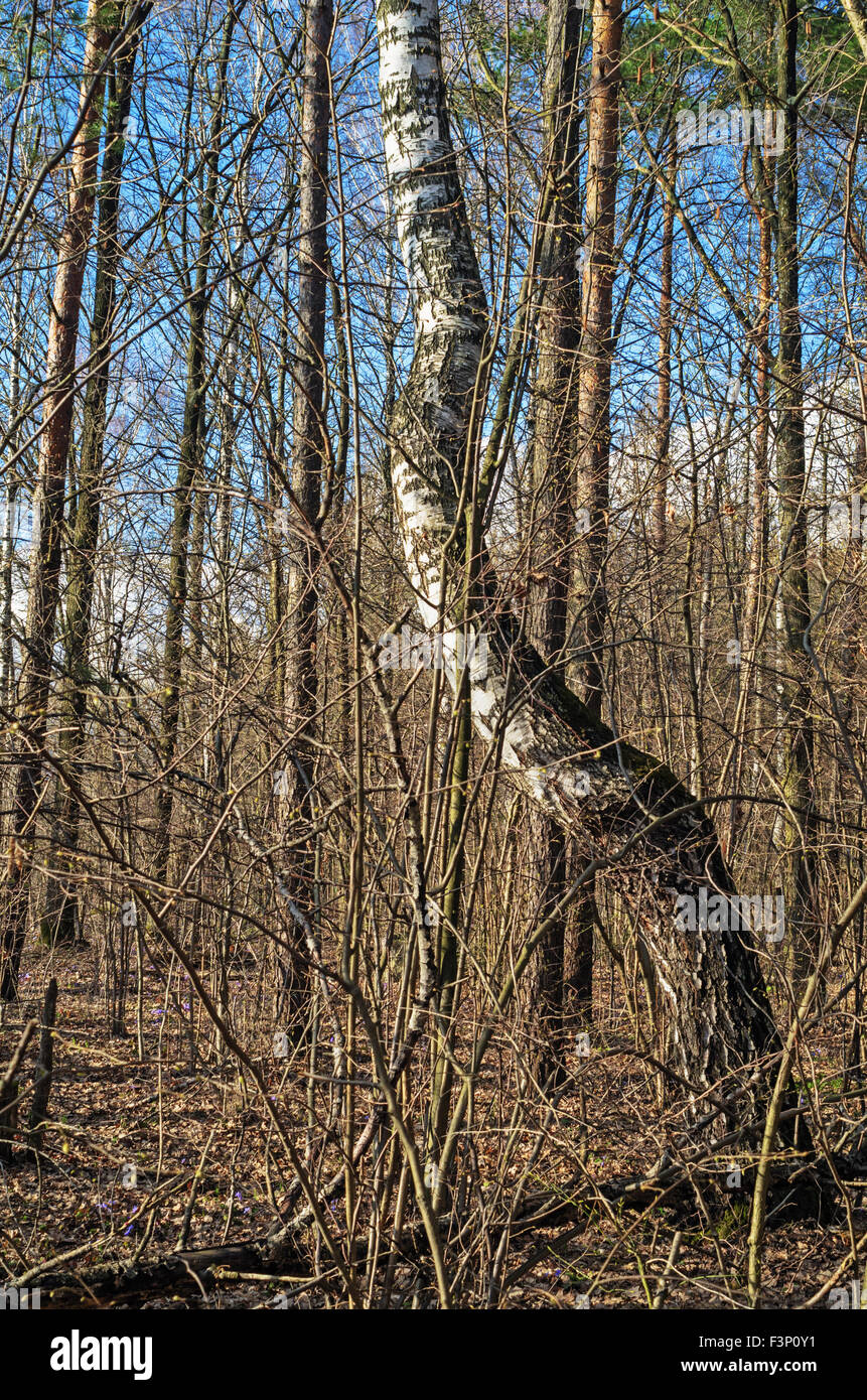 Spring forest landscape with birch Stock Photo - Alamy