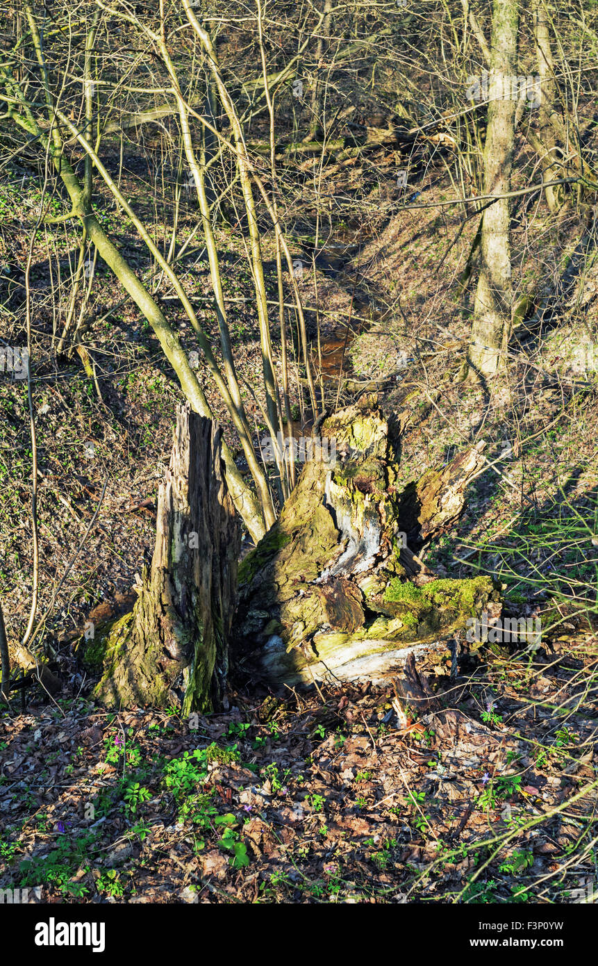 Spring forest landscape with broken trees Stock Photo - Alamy