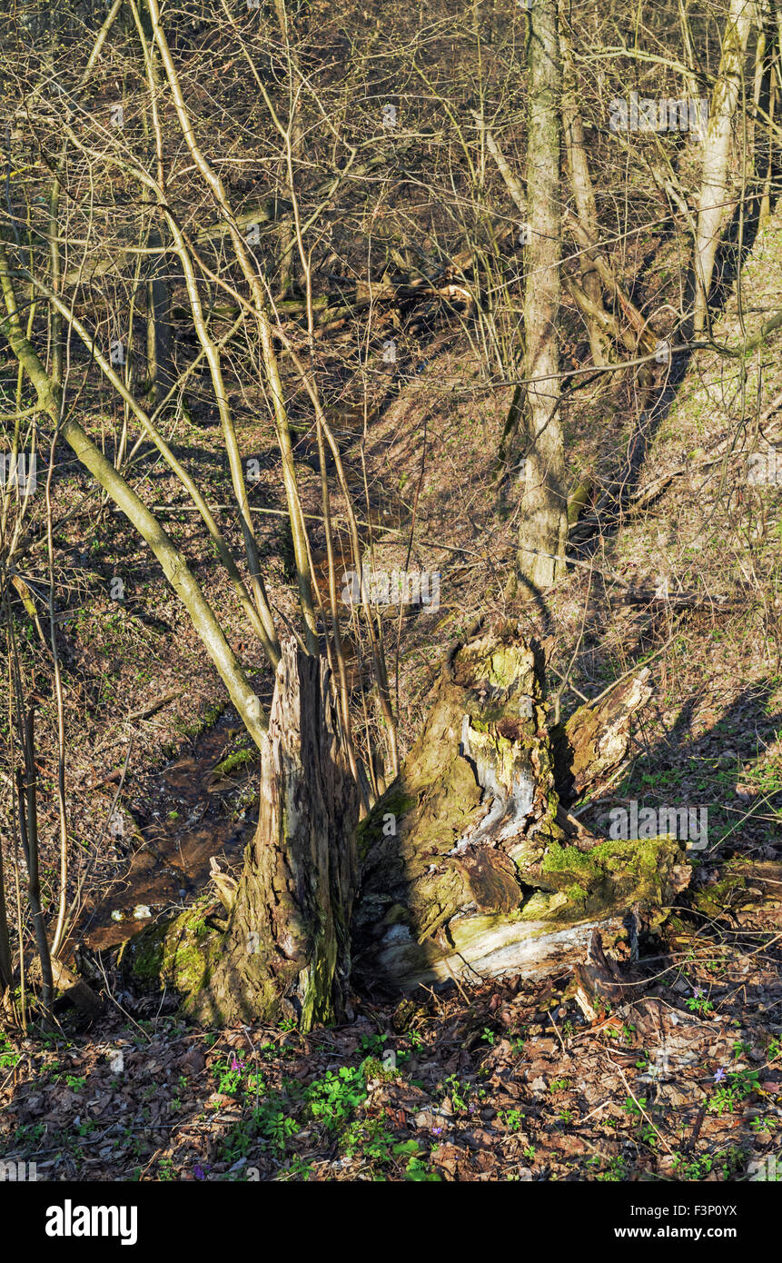 Spring forest landscape with broken trees Stock Photo - Alamy