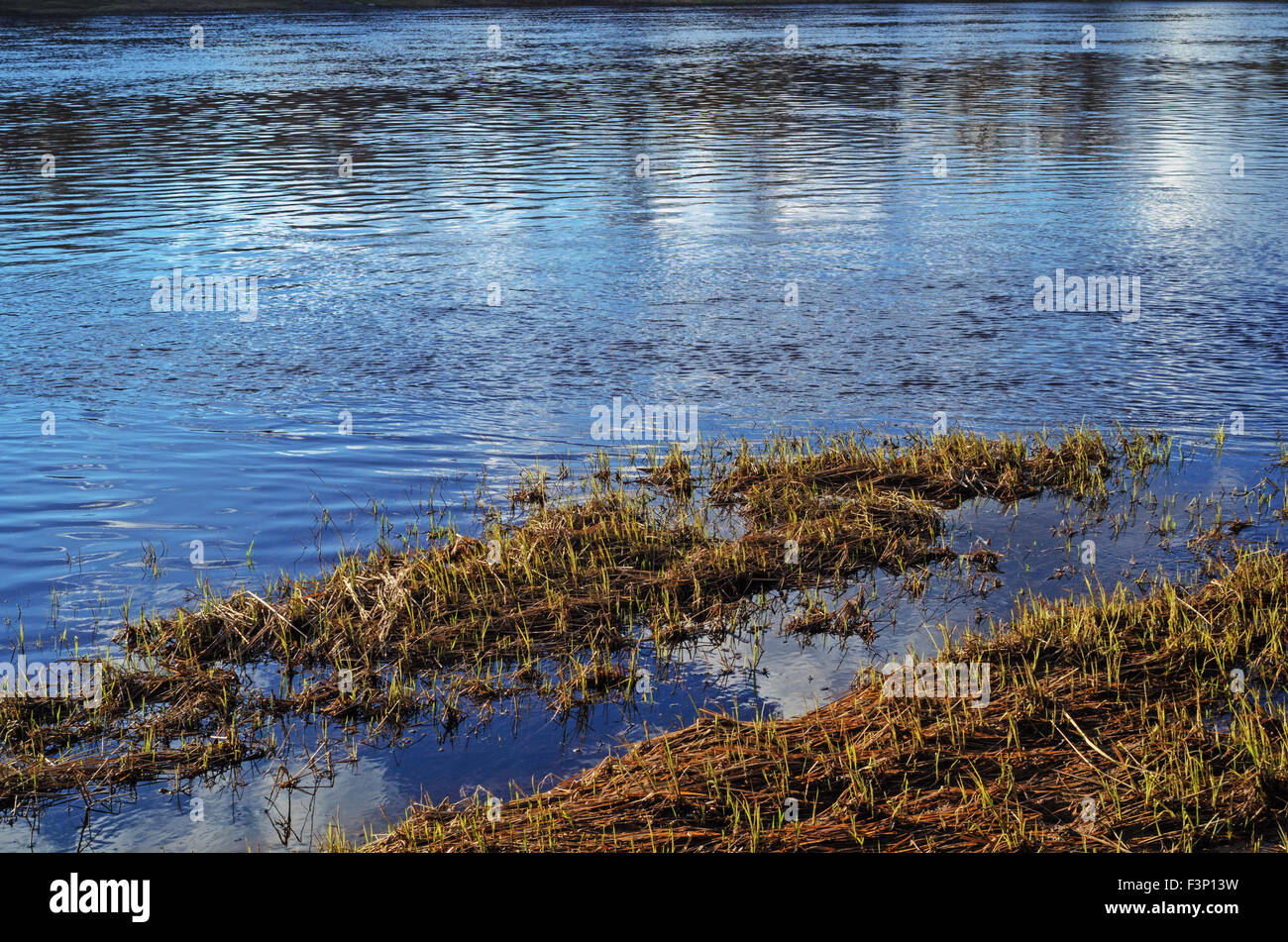 Spring river landscape with dry grass Stock Photo - Alamy