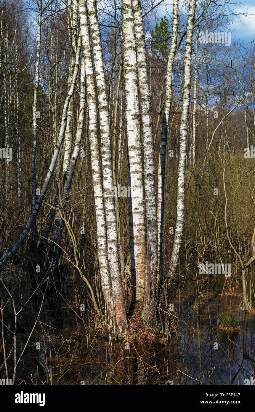 Spring forest landscape with water and birch trees Stock Photo - Alamy