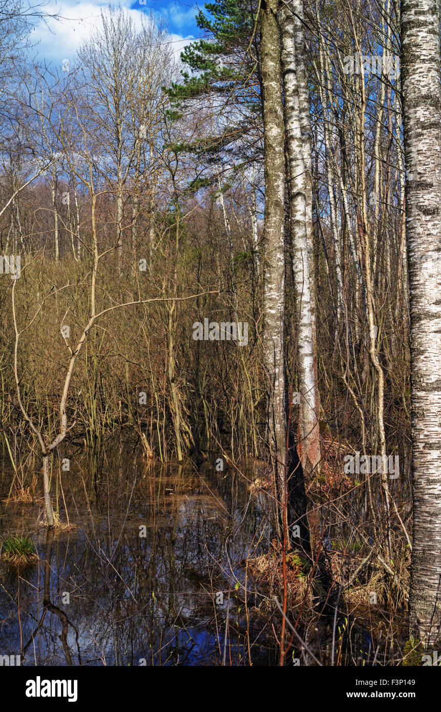 Spring forest landscape with water and birch trees Stock Photo - Alamy