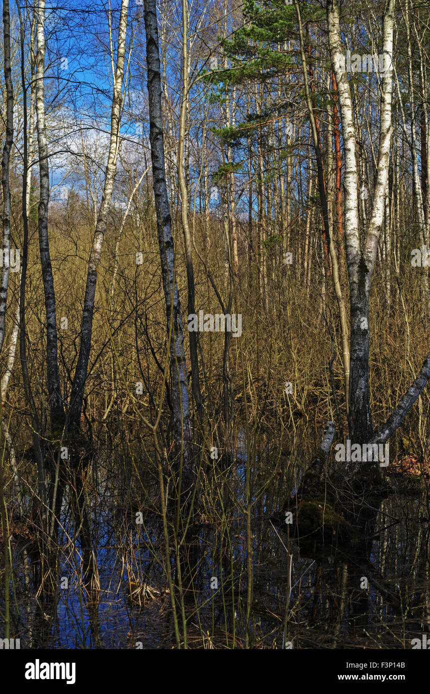 Spring forest landscape with water and birch trees Stock Photo - Alamy