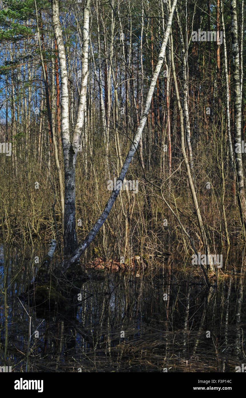 Spring forest landscape with water and birch trees Stock Photo - Alamy