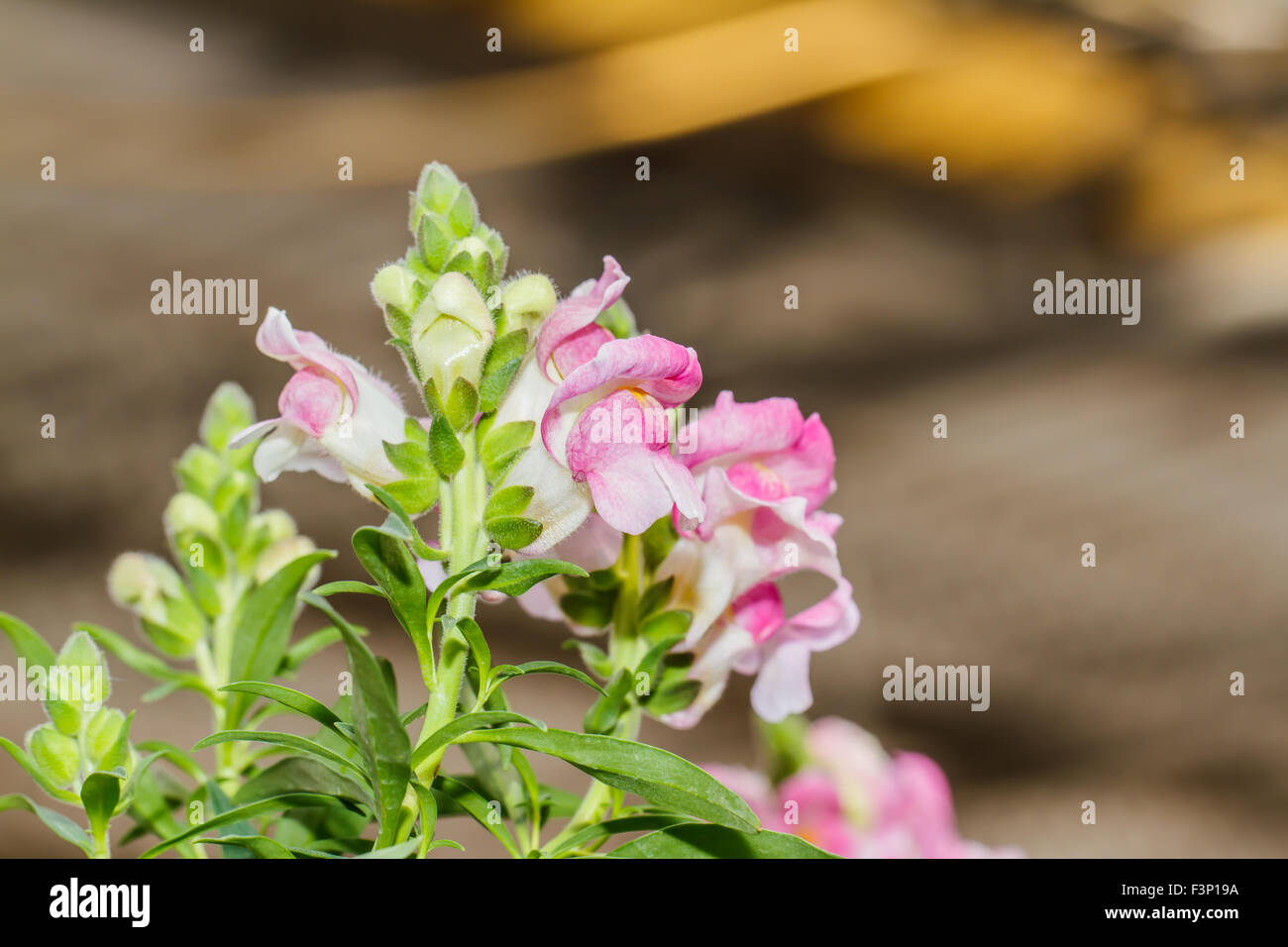 Snapdragon petal hi-res stock photography and images - Alamy