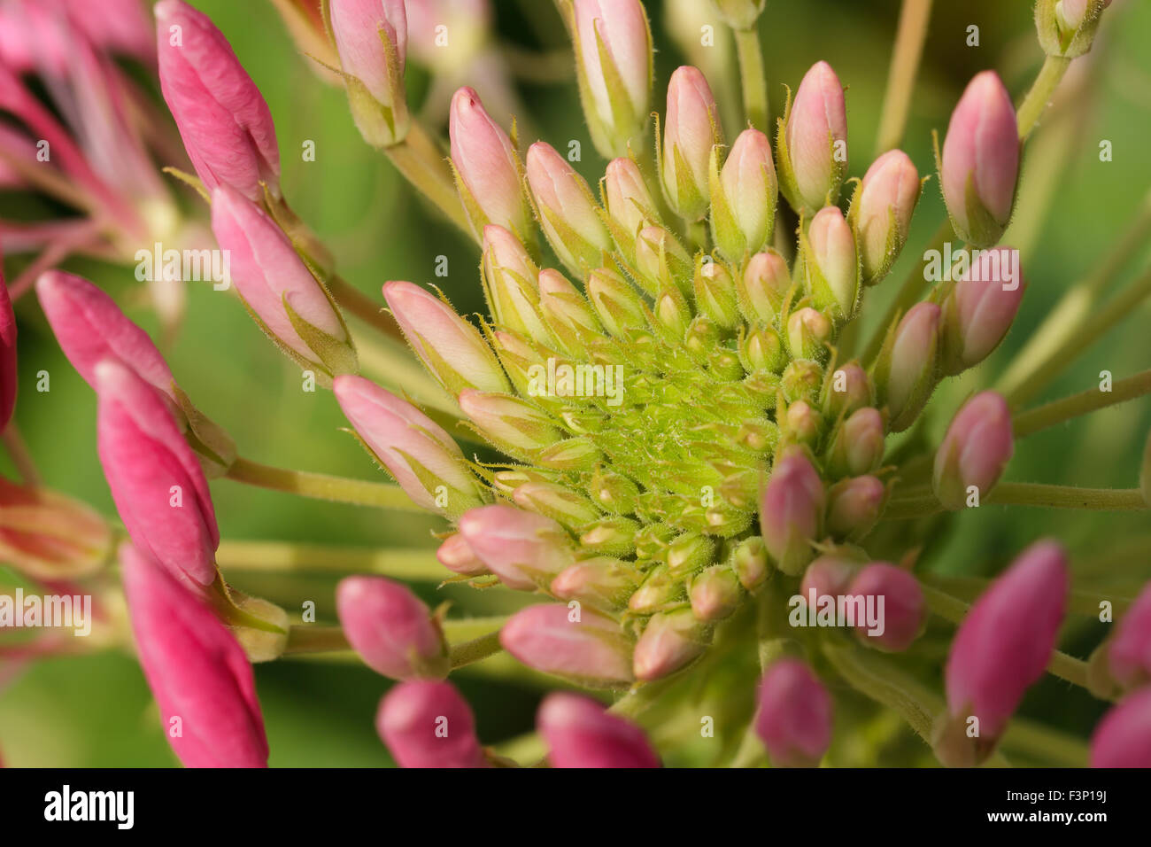 Spider flower hi-res stock photography and images - Alamy