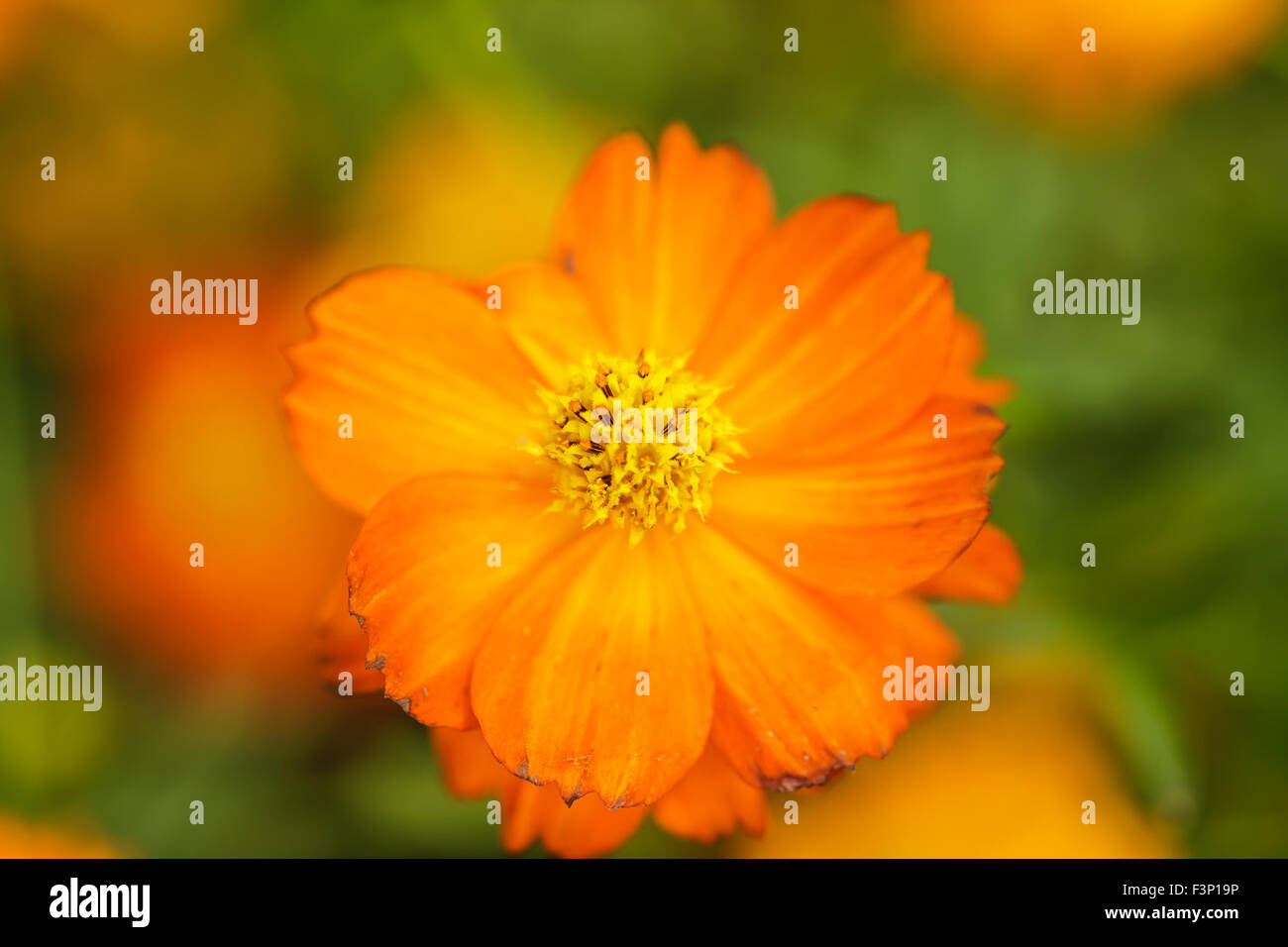Yellow Cosmos flower Stock Photo - Alamy
