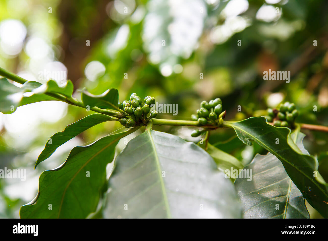 Coffee trees hi-res stock photography and images - Alamy