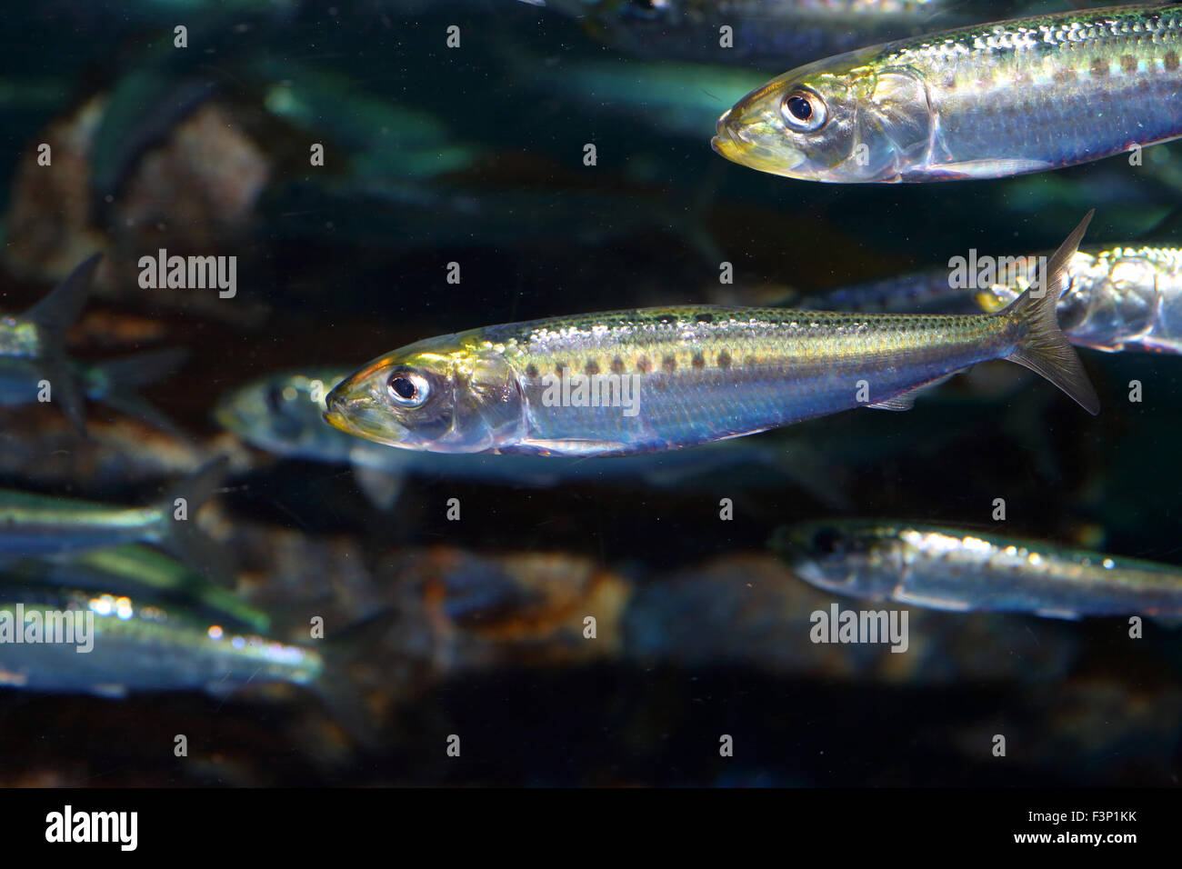 Japanese anchovy (Engraulis japonicus) in Japan Stock Photo - Alamy