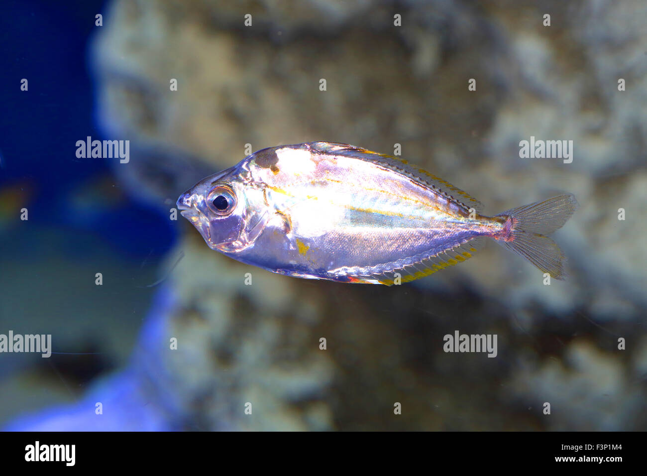 Nuchequula nuchalis hi-res stock photography and images - Alamy