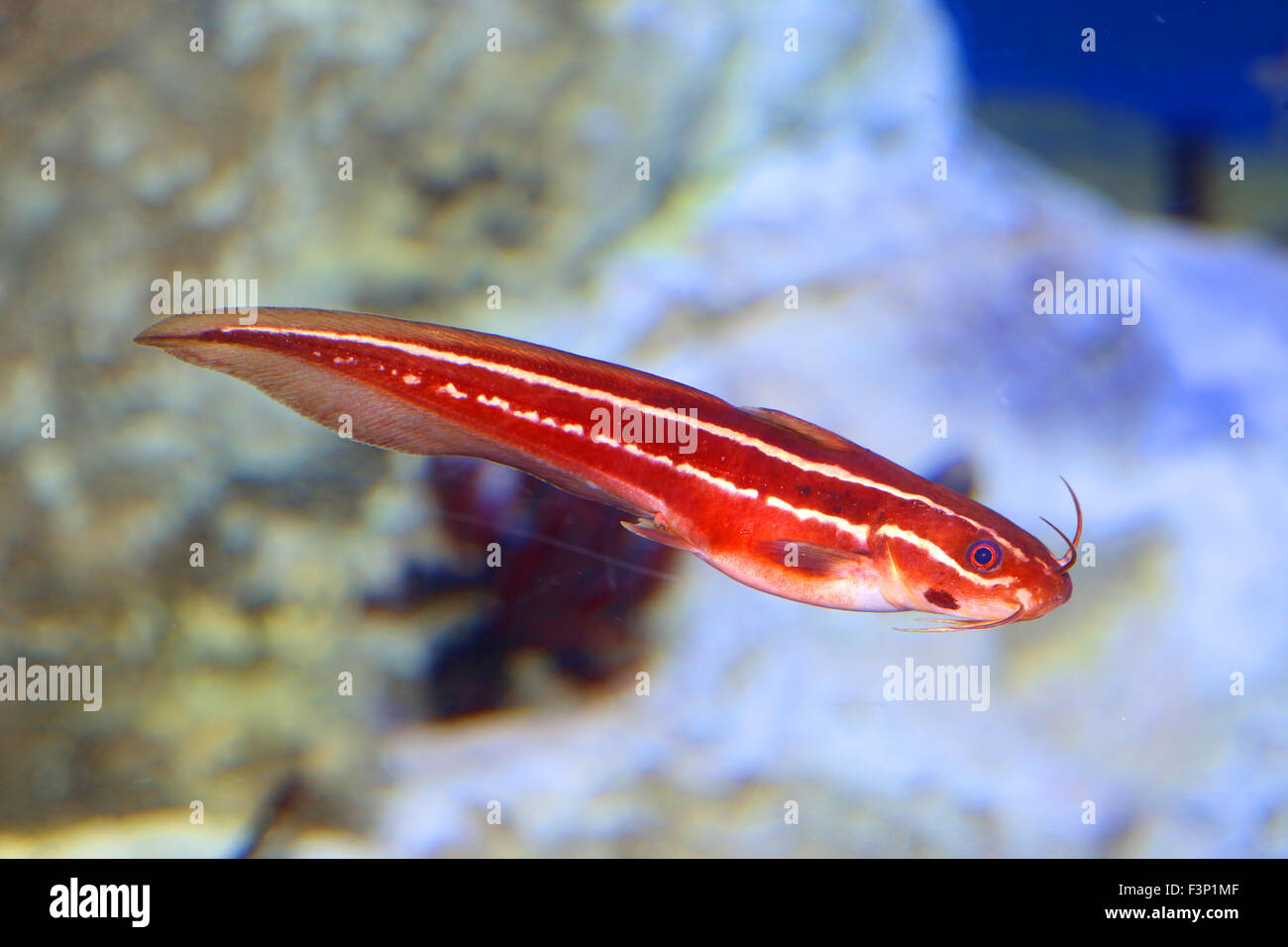Japanese eel catfish (Plotosus japonicus) in Japan Stock Photo - Alamy