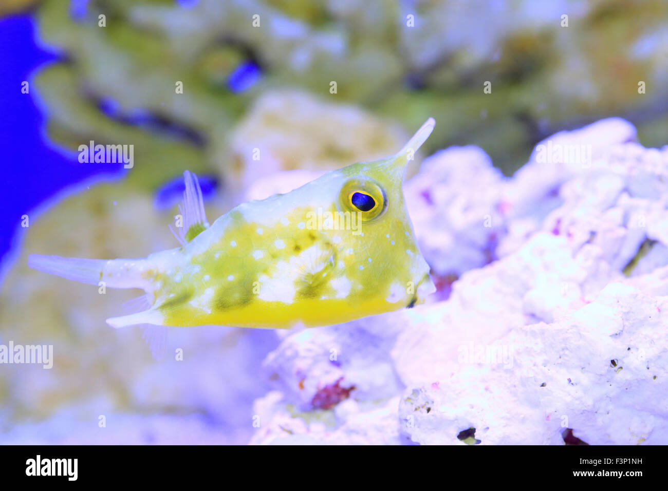 Cowfish hi-res stock photography and images - Alamy