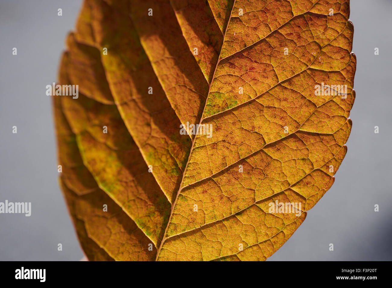 American beech leaf hi-res stock photography and images - Alamy