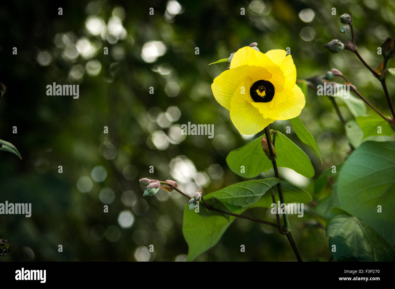 A yellow flower growing up high under a tree Stock Photo - Alamy
