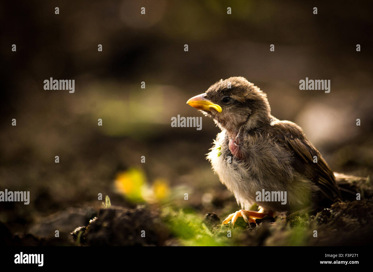 A small bird Resting and sitting on the ground which is a layer of dirt ...