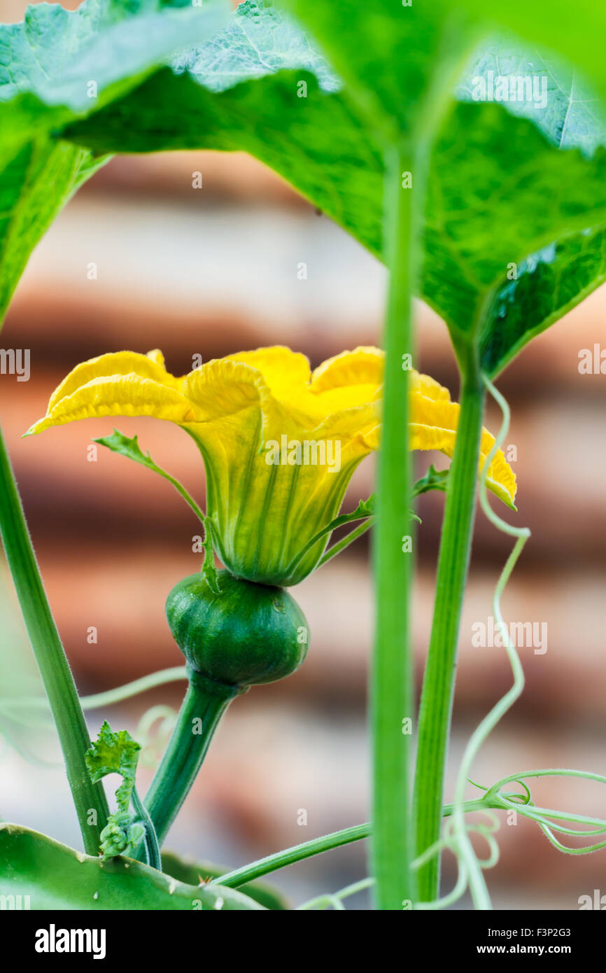 Blooming pumpkin flowers hi-res stock photography and images - Alamy