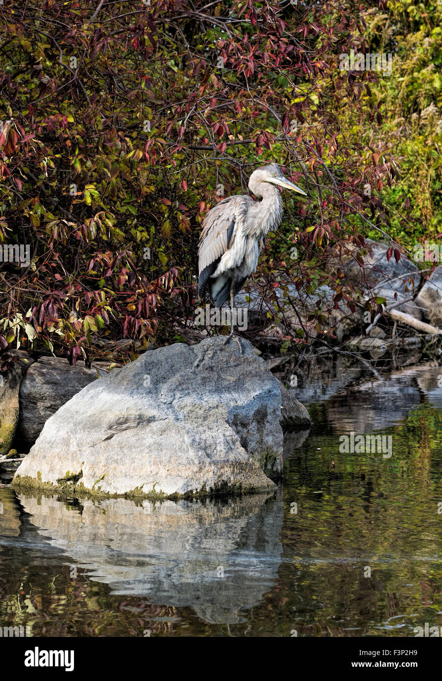 Heron rock and water hi-res stock photography and images - Alamy