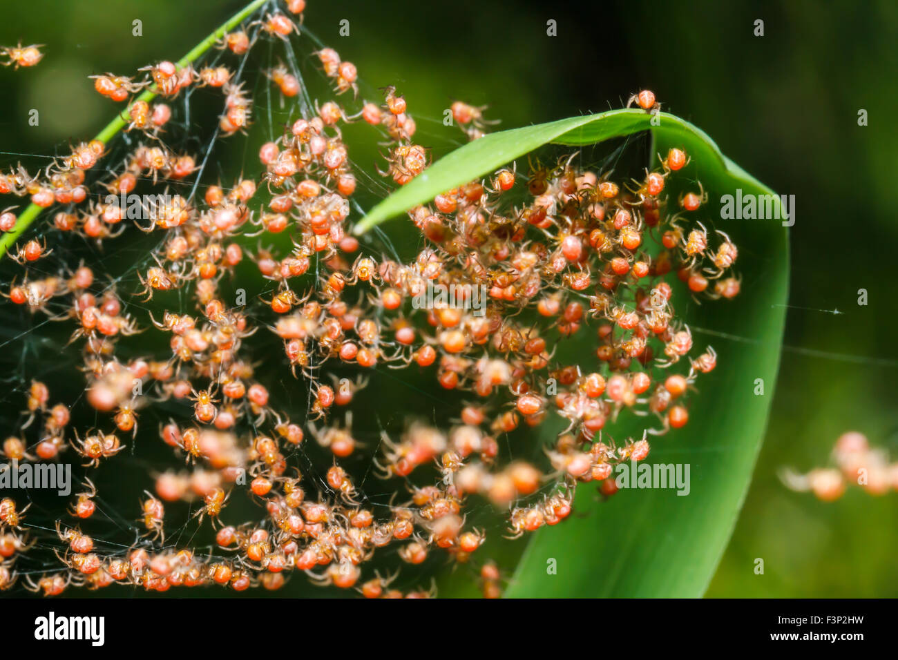 Groups of babies spider Stock Photo - Alamy
