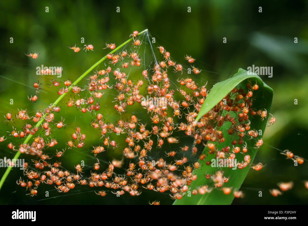 Groups of babies spider Stock Photo - Alamy