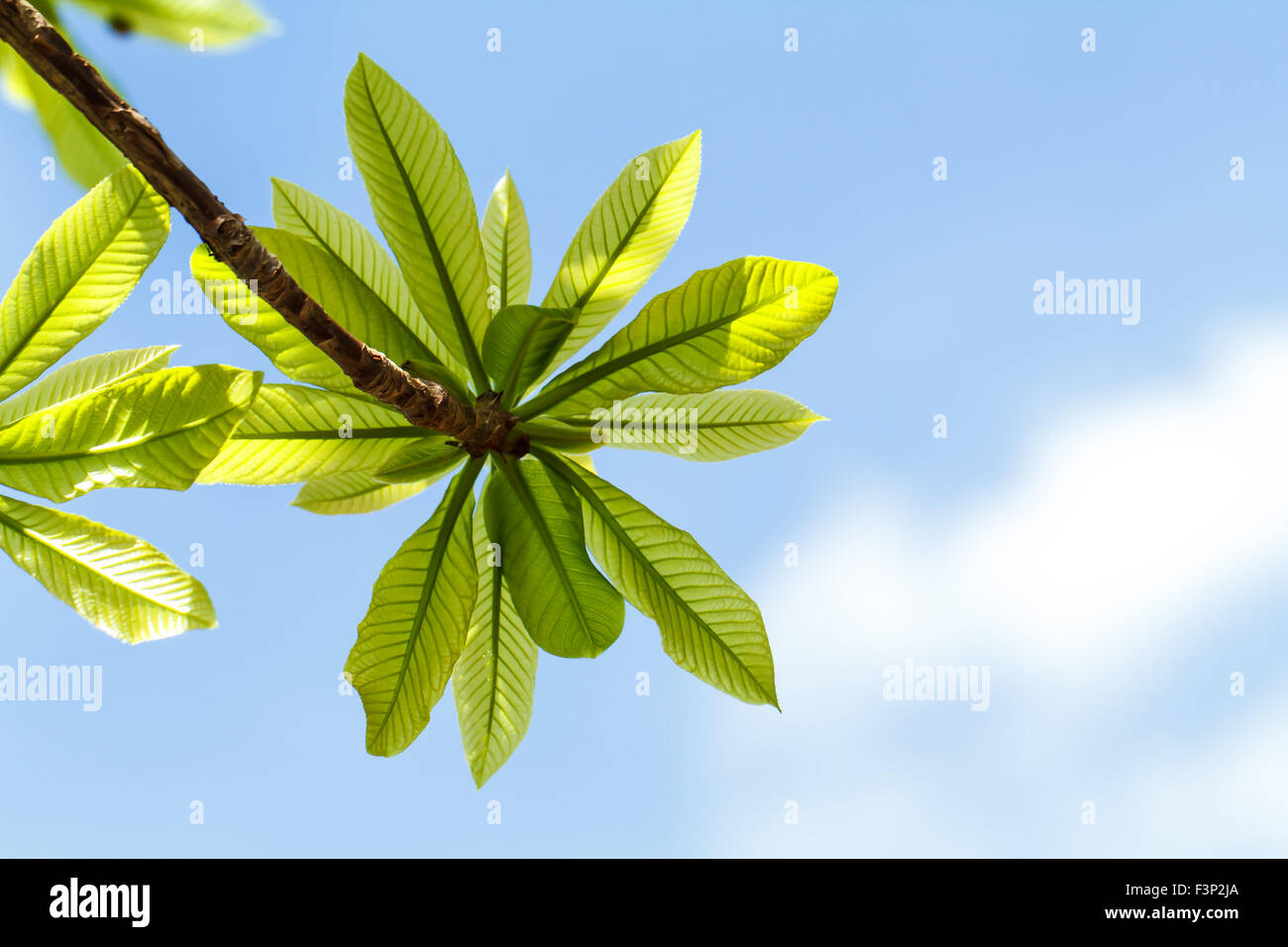 Branch with first green leaves in spring on young tree hi-res stock ...