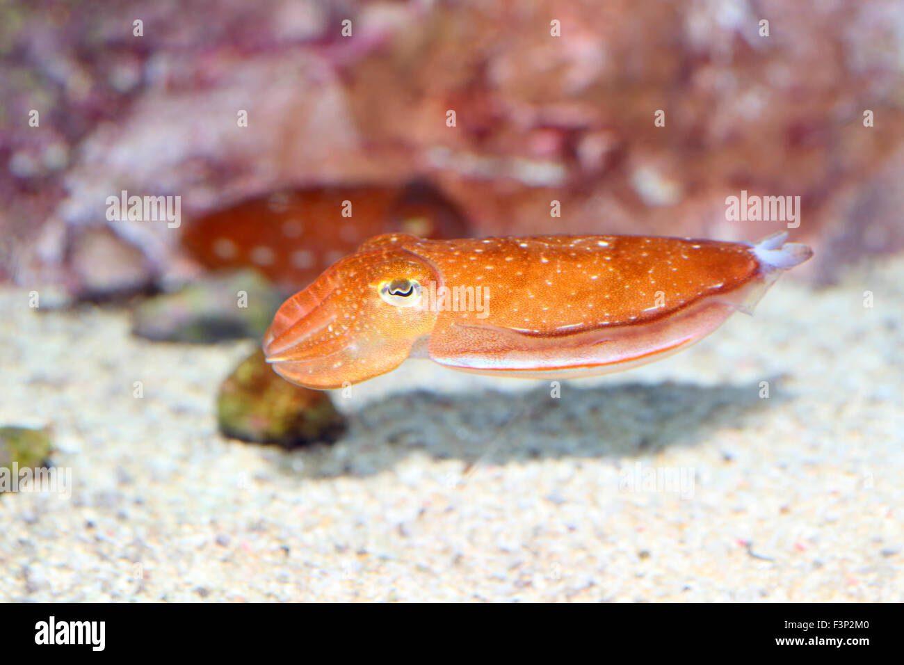 Kobi cuttlefish (Sepia kobiensis) in Japan Stock Photo - Alamy