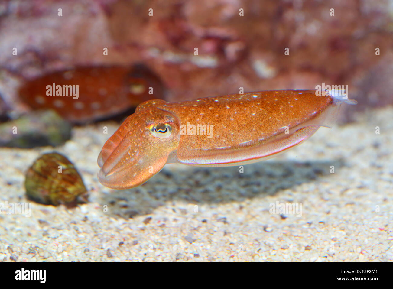 Kobi cuttlefish (Sepia kobiensis) in Japan Stock Photo - Alamy