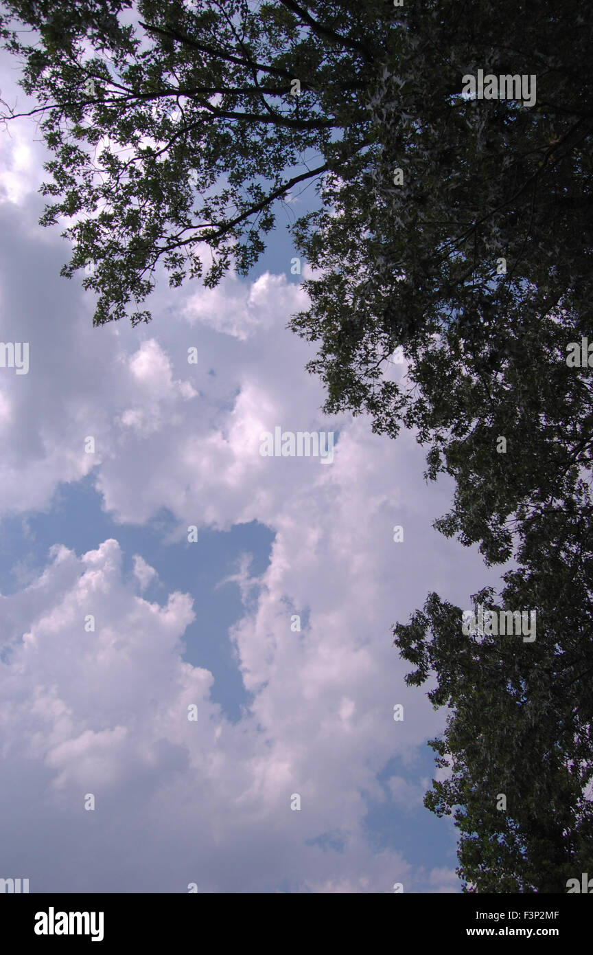 Trees and Clouds Stock Photo - Alamy