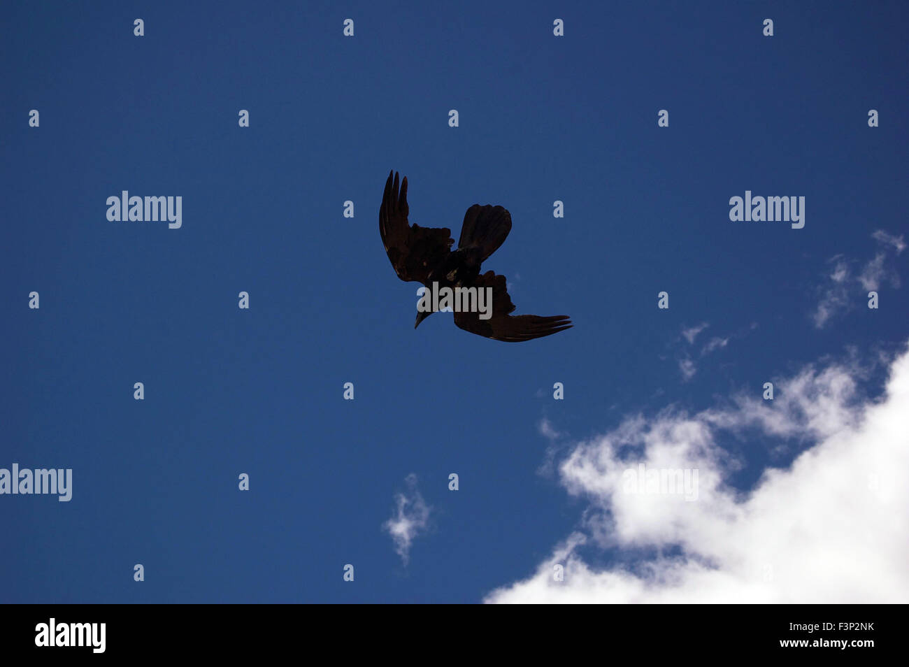 Crow In Flight High Resolution Stock Photography and Images - Alamy