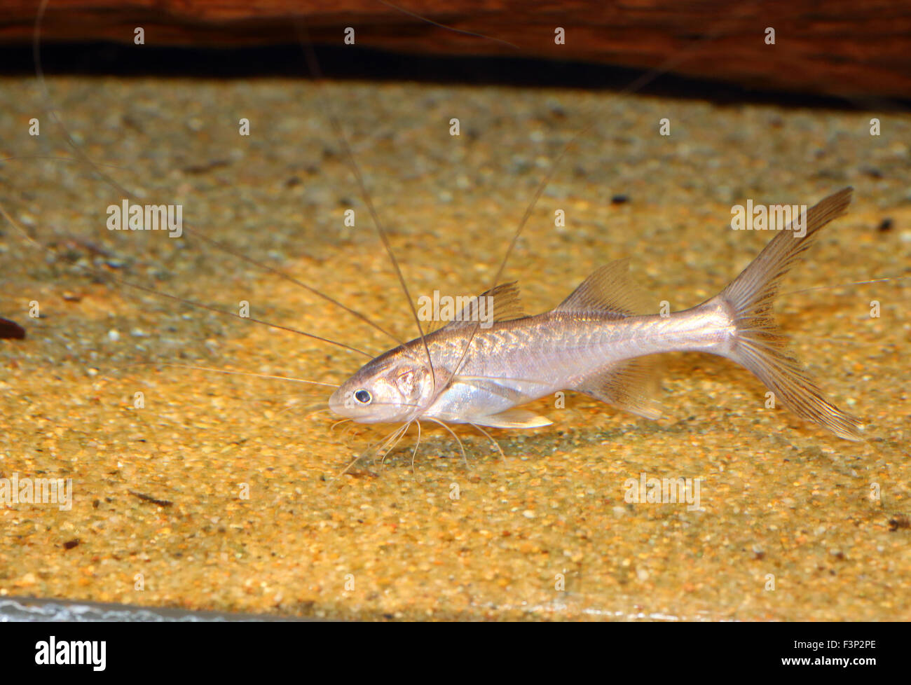Bllackhand Paradise Fish (Polynemus melanochir Stock Photo - Alamy