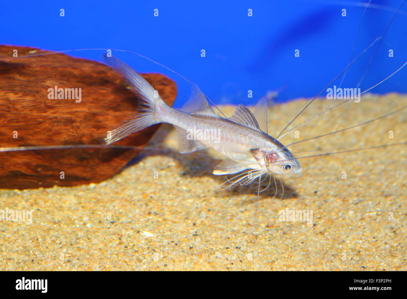 Paradise fish hi-res stock photography and images - Alamy