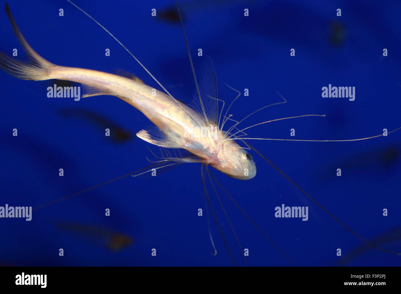 Bllackhand Paradise Fish (Polynemus melanochir Stock Photo - Alamy
