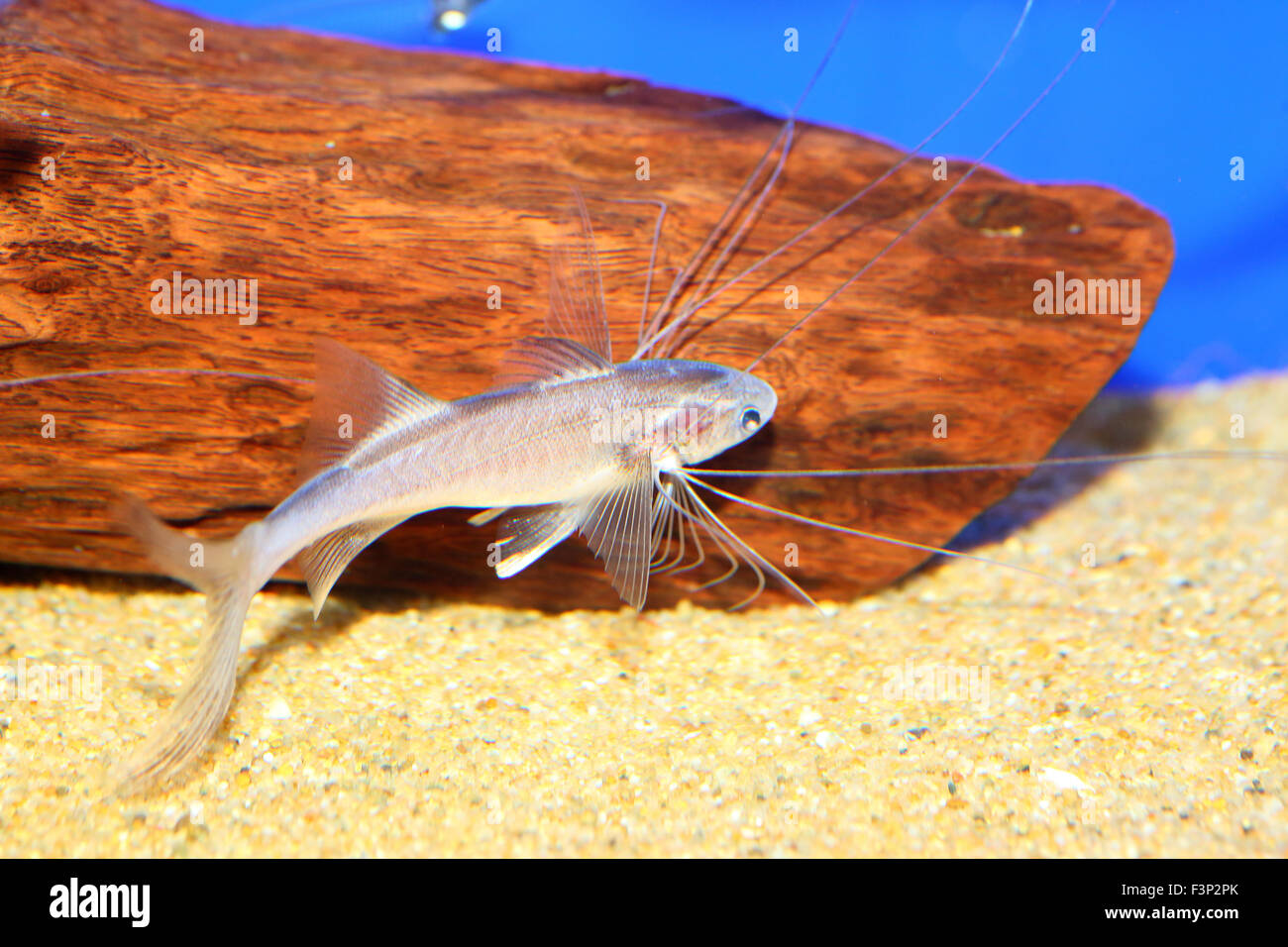 Paradise fish hi-res stock photography and images - Alamy