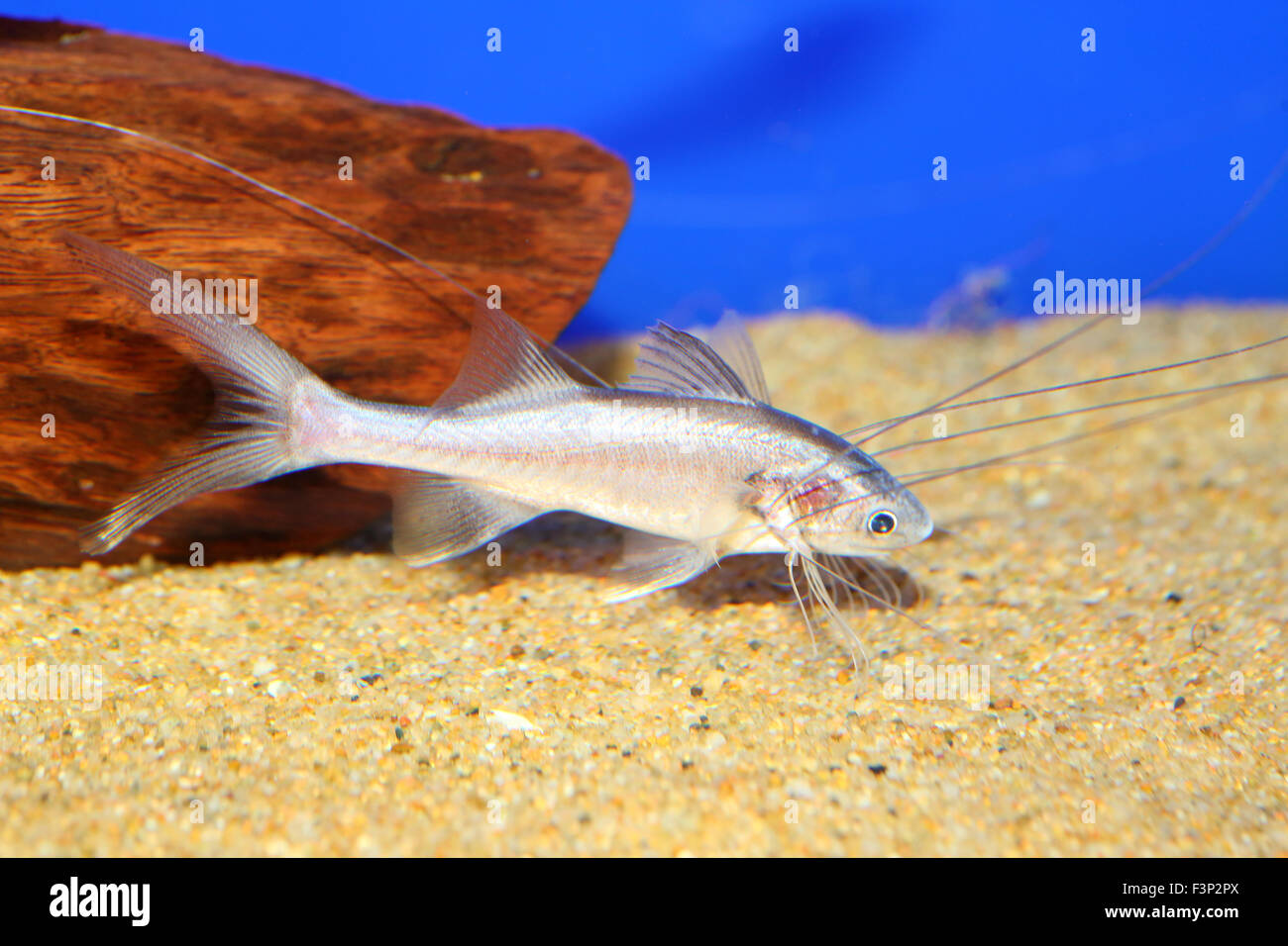 Bllackhand Paradise Fish (Polynemus melanochir Stock Photo - Alamy