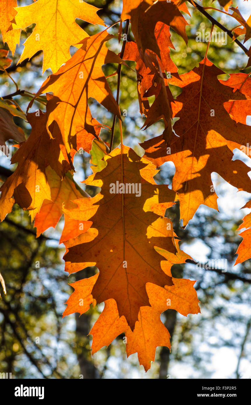 twig with autumn oak leaves Stock Photo - Alamy