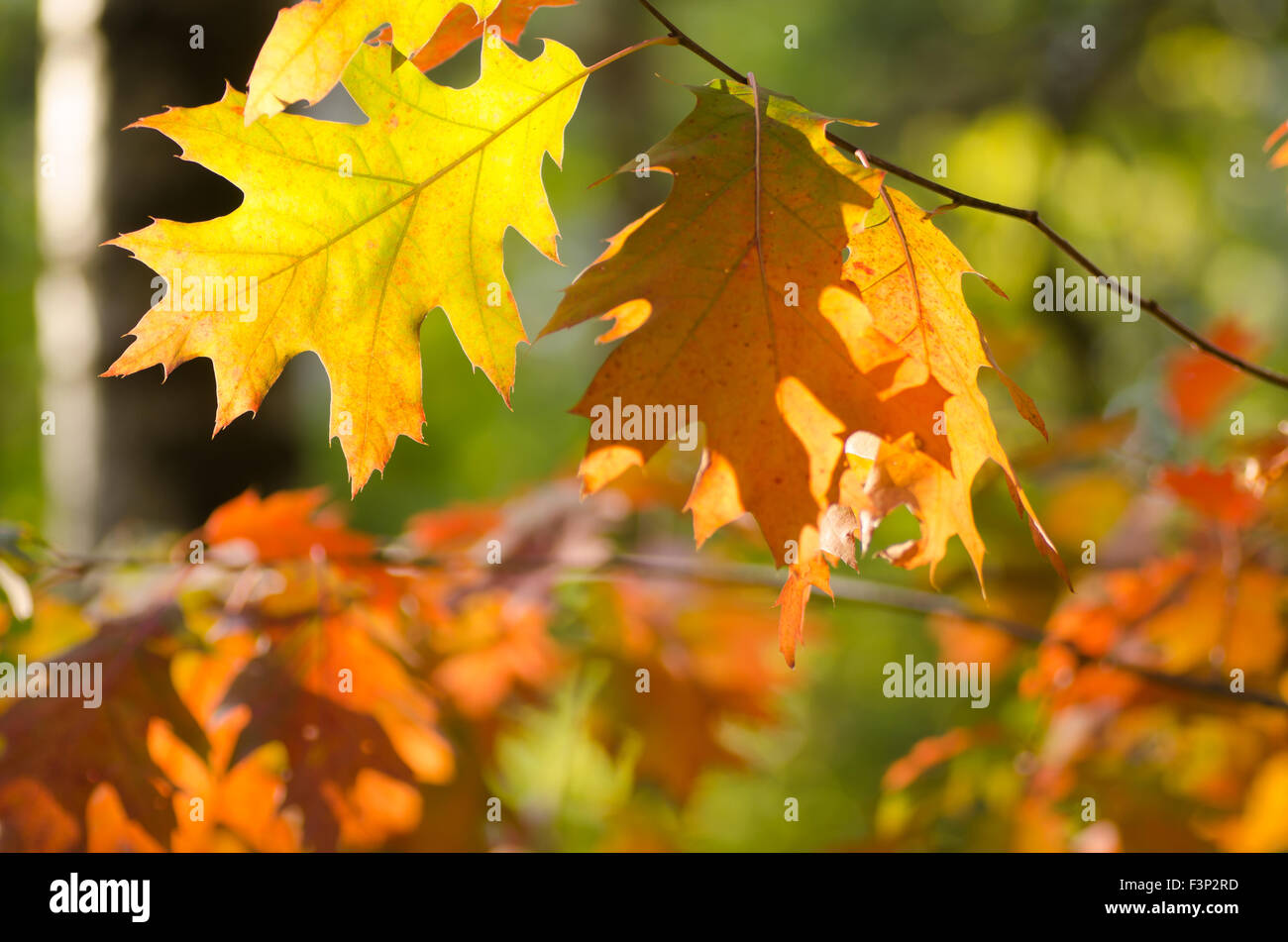 twig with autumn oak leaves Stock Photo - Alamy