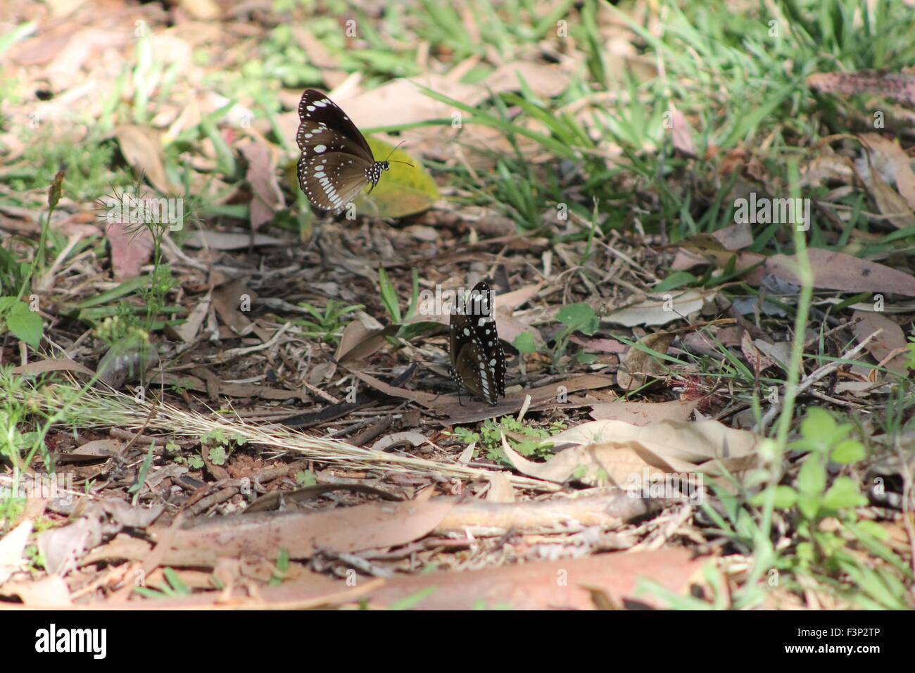 Two flying butterflies hi-res stock photography and images - Alamy