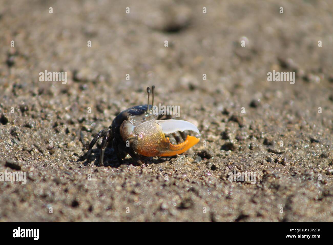 Crab in rock pool Stock Photo - Alamy