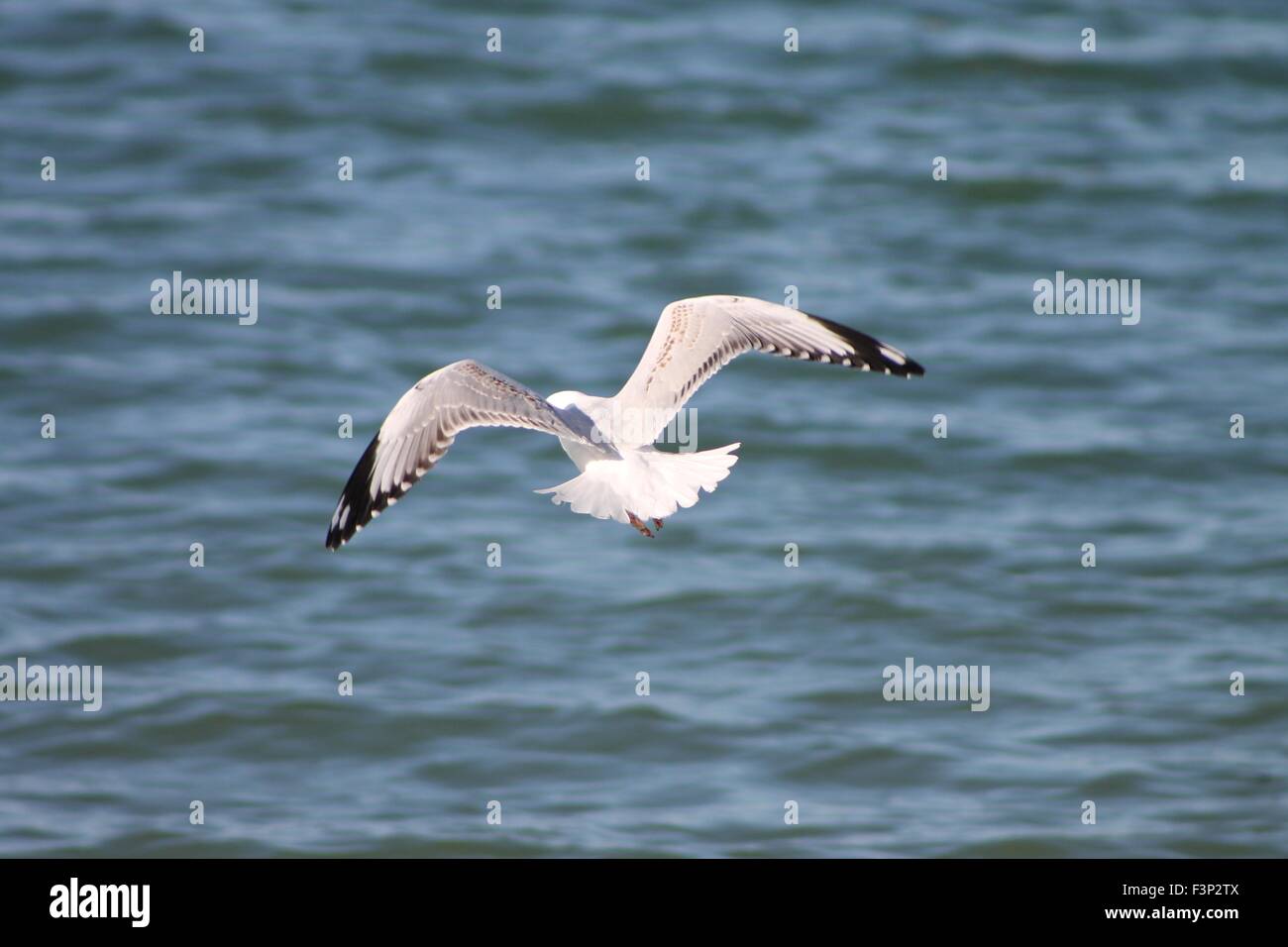 Flying water over seagull flying seagull hi-res stock photography and ...