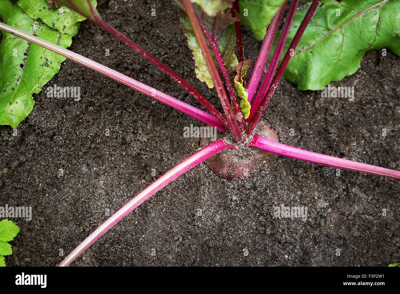 Beetroot head hi-res stock photography and images - Alamy