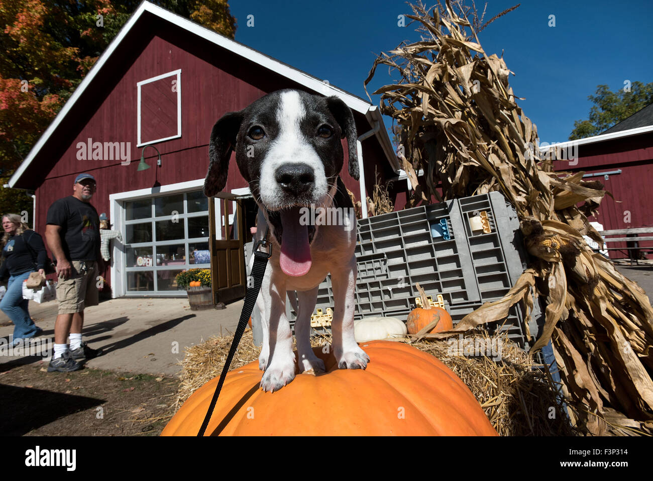 Dexter, MI, USA. 10th Oct, 2015. A lab, terrier mix named Knox poses ...