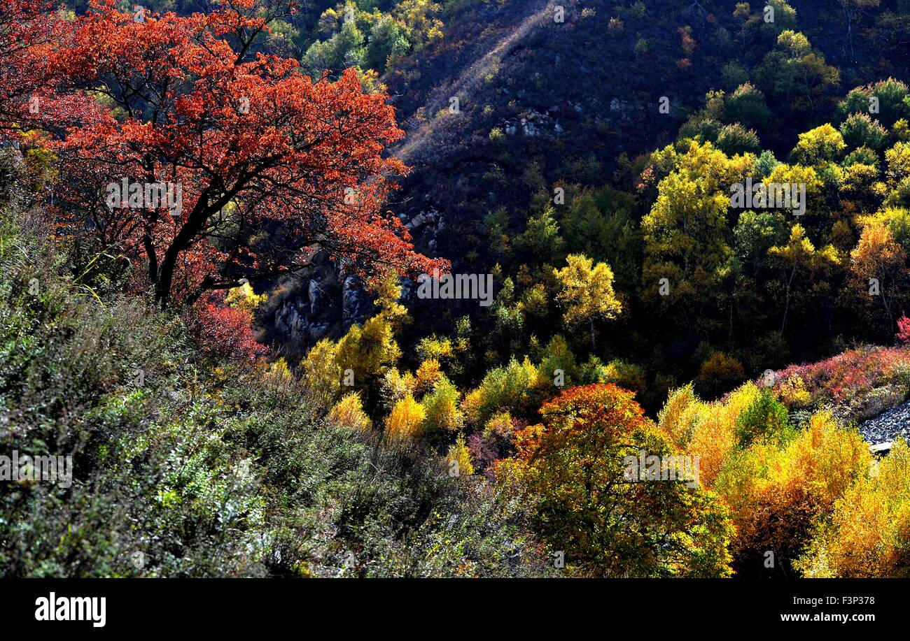 Hohhot, China's Inner Mongolia Autonomous Region. 10th Oct, 2015. Trees ...