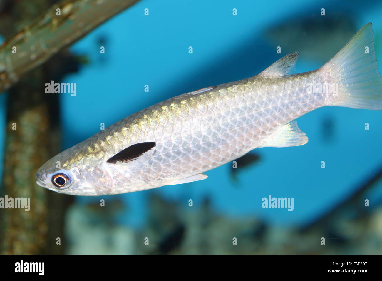 Squaretail mullet (Ellochelon vaigiensis) in Japan Stock Photo - Alamy